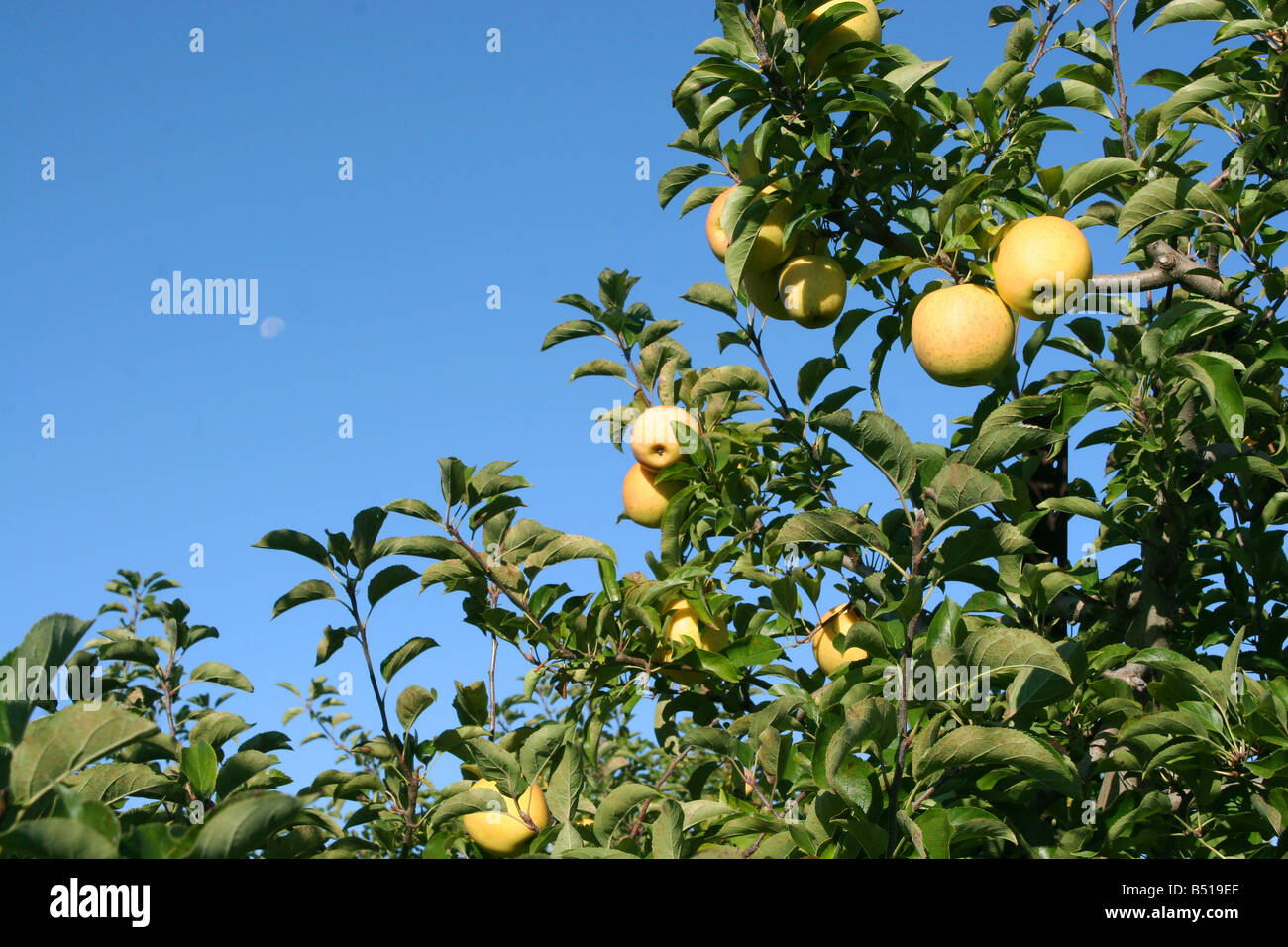 Golden Delicious Apples Stock Photo - Alamy