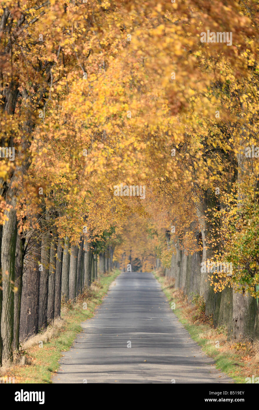 Old lime trees lane turning yellow in autumn Tilia cordata Stock Photo ...