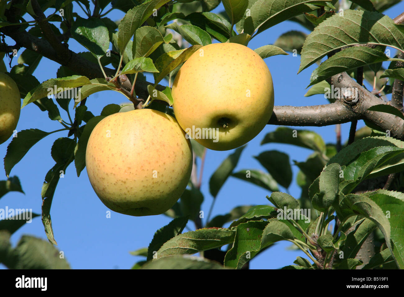 Golden Delicious Apples Stock Photo - Alamy