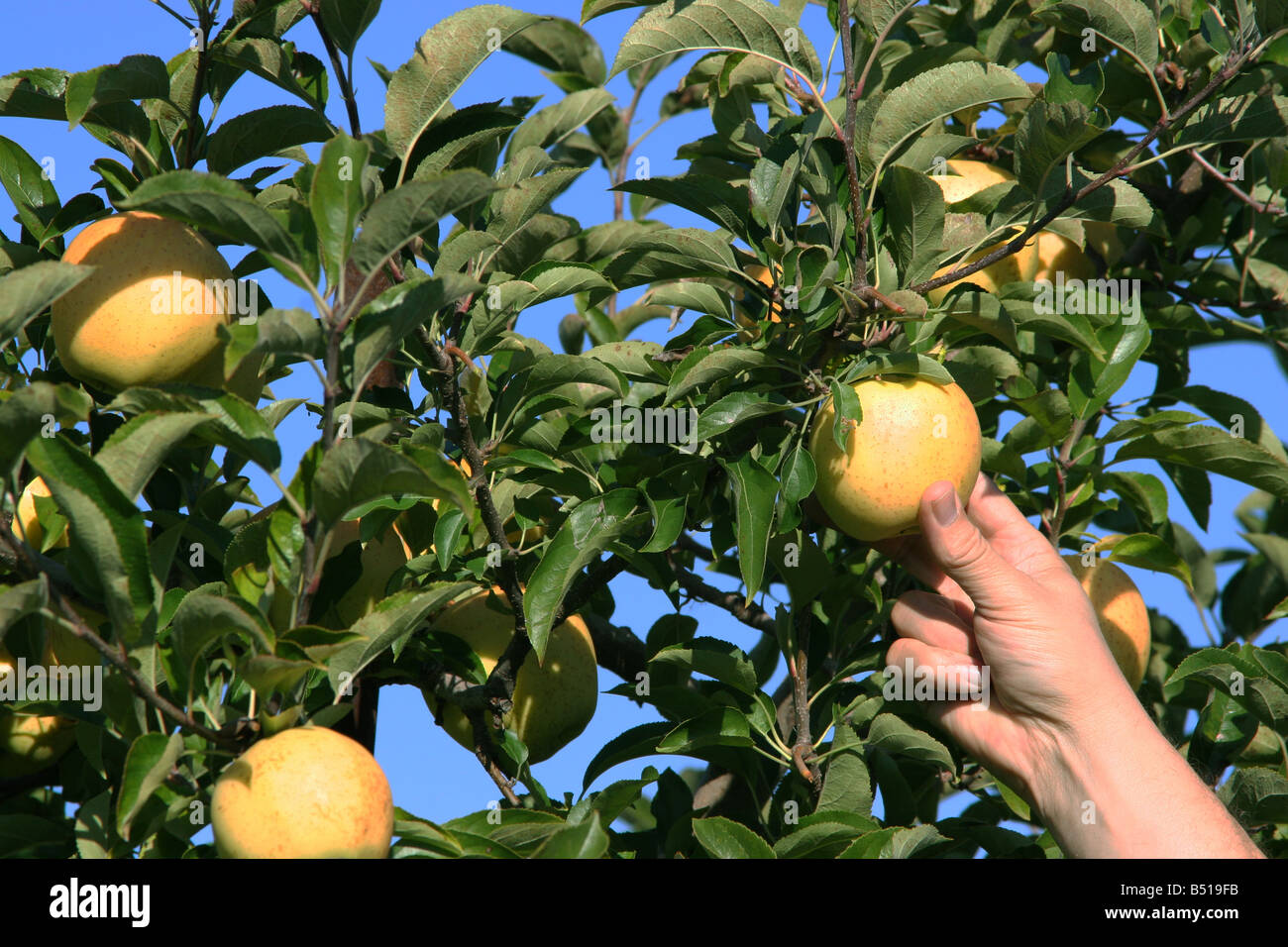 Golden Delicious Apples Stock Photo - Alamy