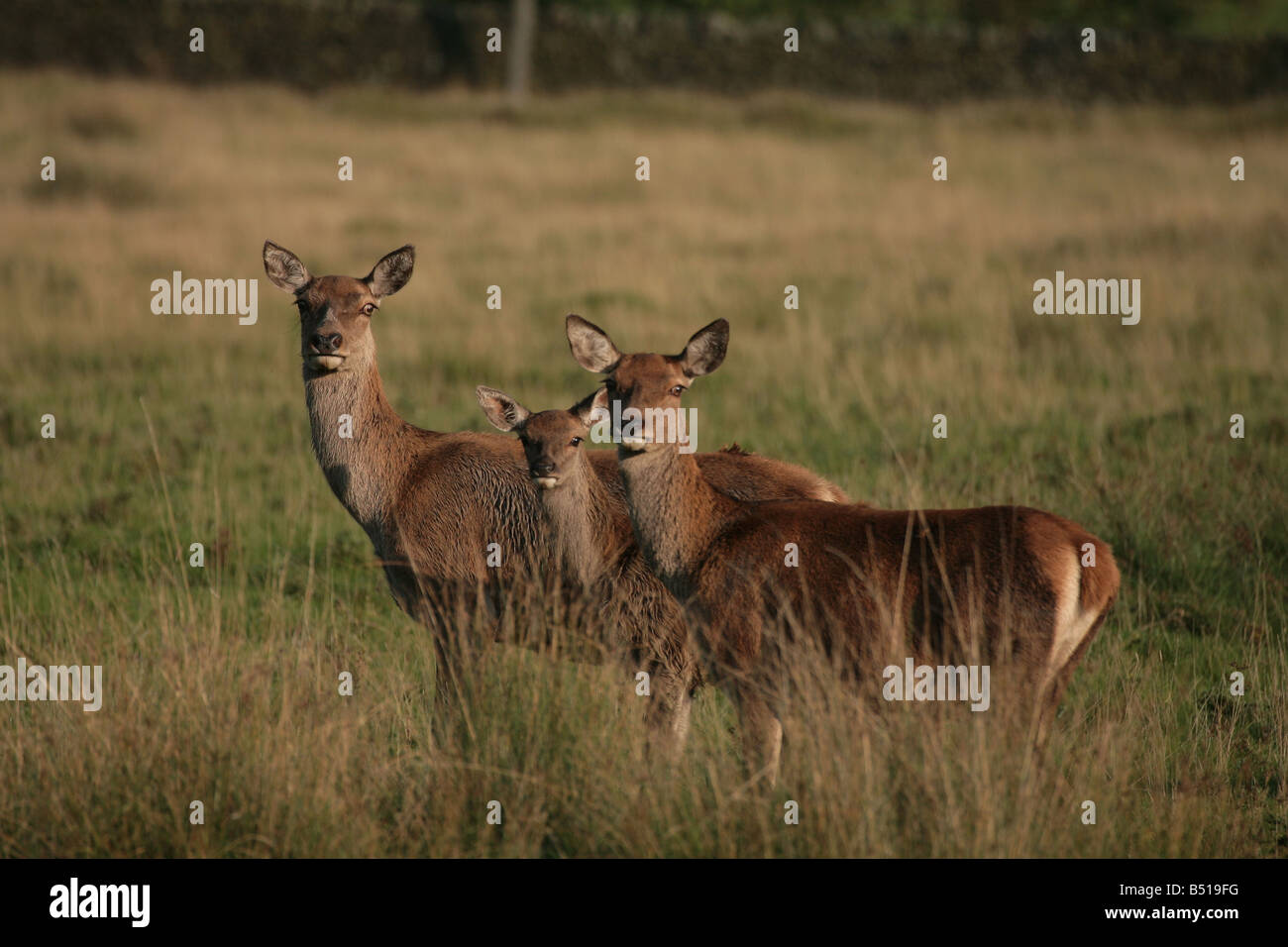 Three red deer hinds hi-res stock photography and images - Alamy