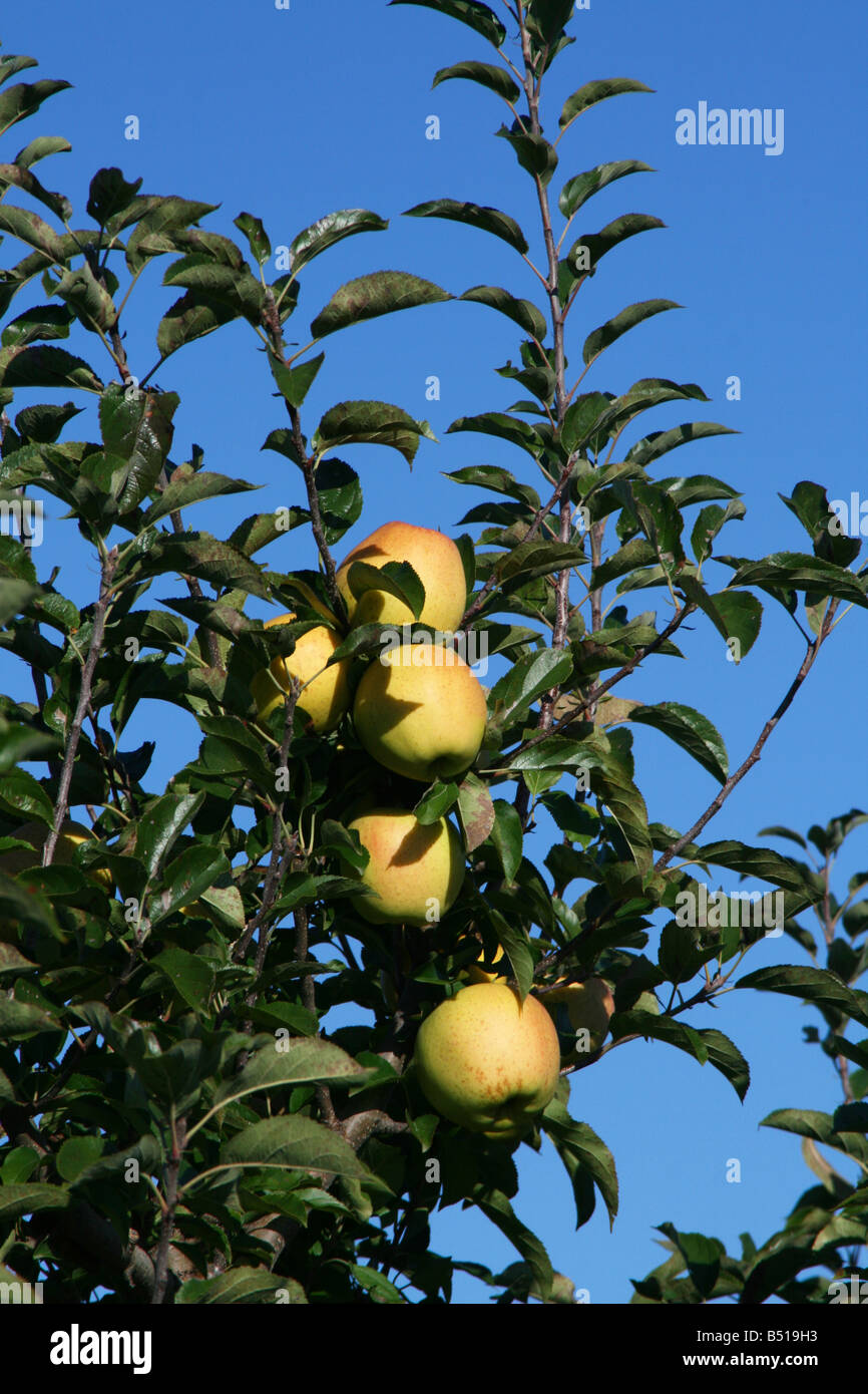Golden Delicious Apples Stock Photo - Alamy