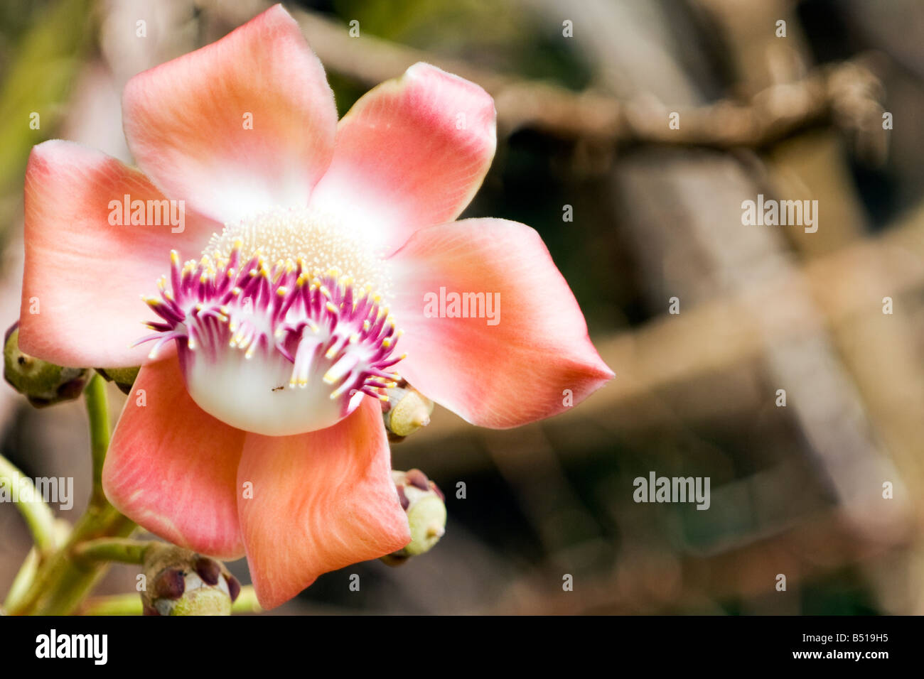 Ant on a cannonball flower, Honolulu, Hawaii, USA Stock Photo - Alamy