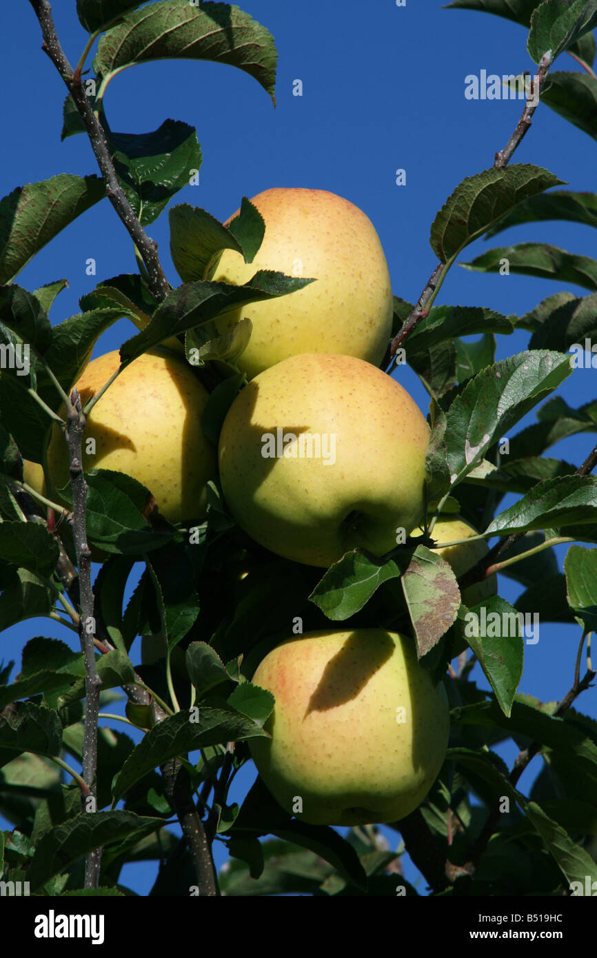 Domesticated apple tree hi-res stock photography and images - Alamy