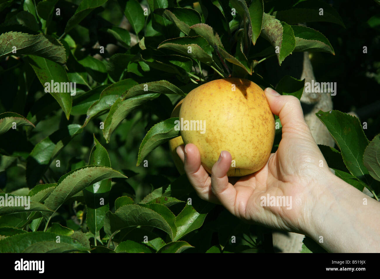 Golden Delicious Apples Stock Photo - Alamy