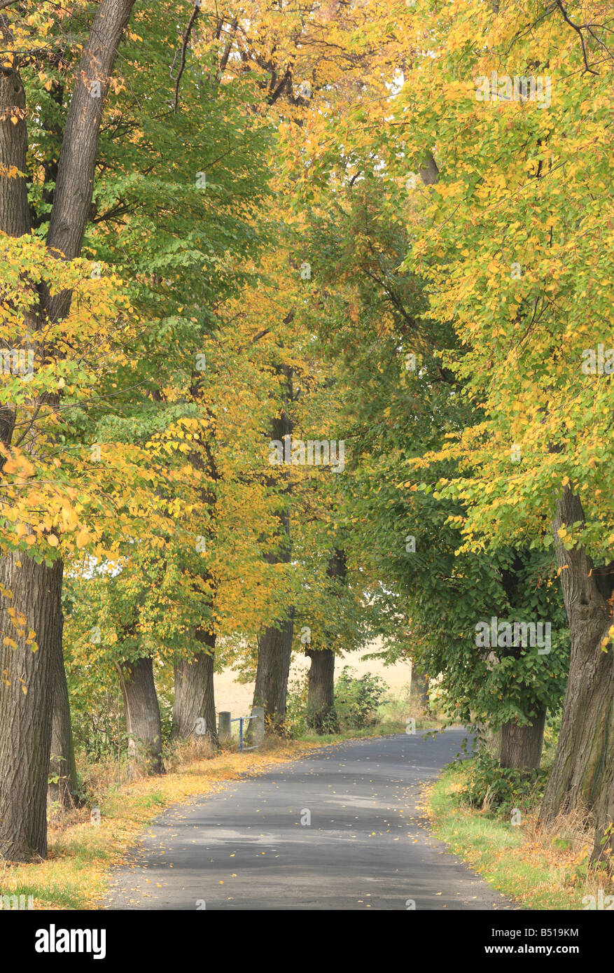 Old lime trees lane turning yellow in autumn Tilia cordata Stock Photo ...