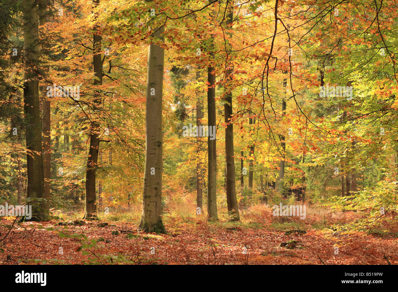 Beech forest hi-res stock photography and images - Alamy