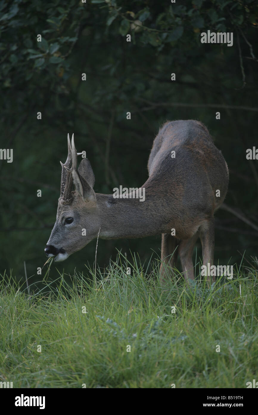 Roe deer buck standing woodland hi-res stock photography and images - Alamy