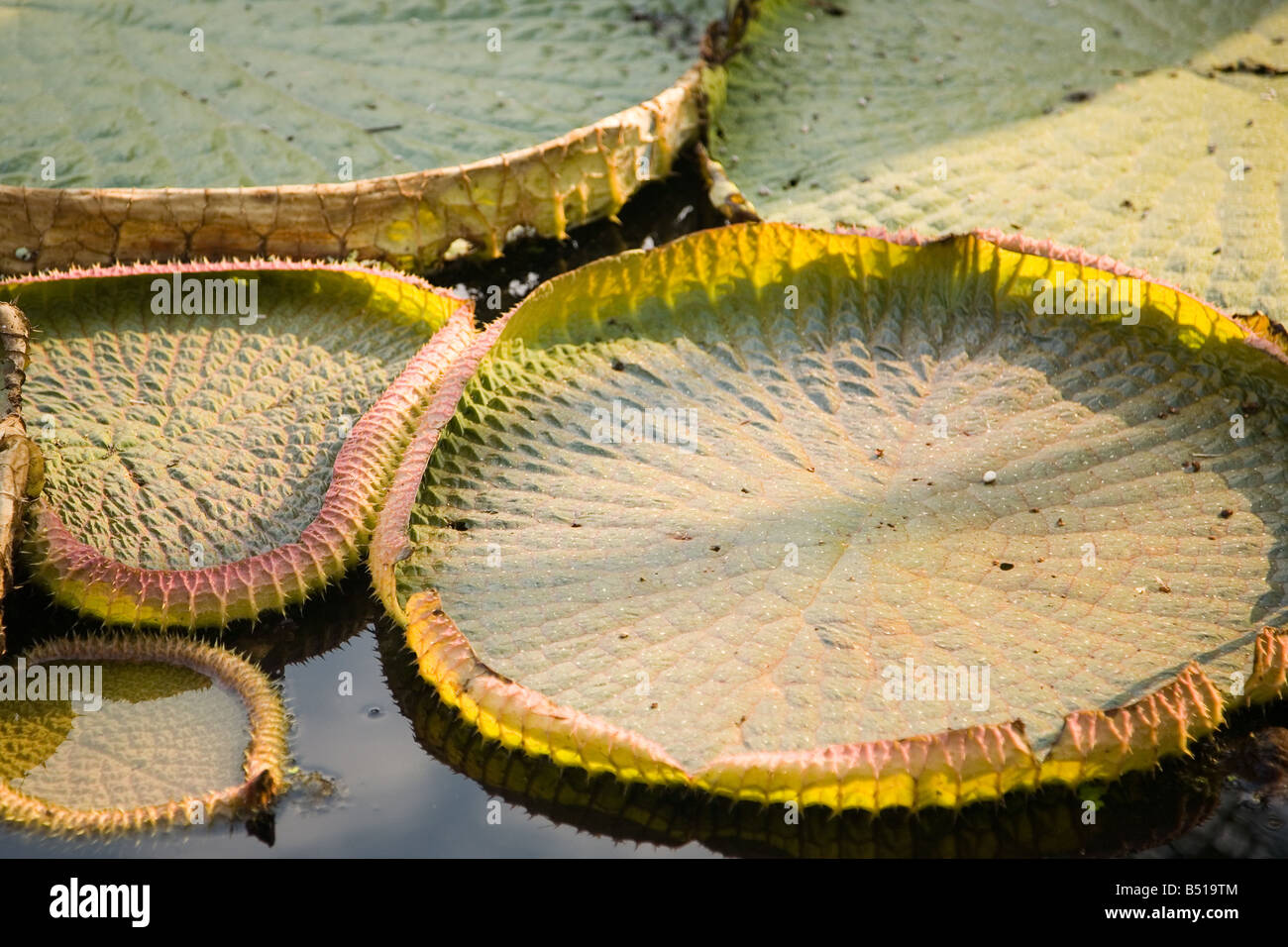 water-lily pads floating on a pond in evening sunlight Stock Photo - Alamy