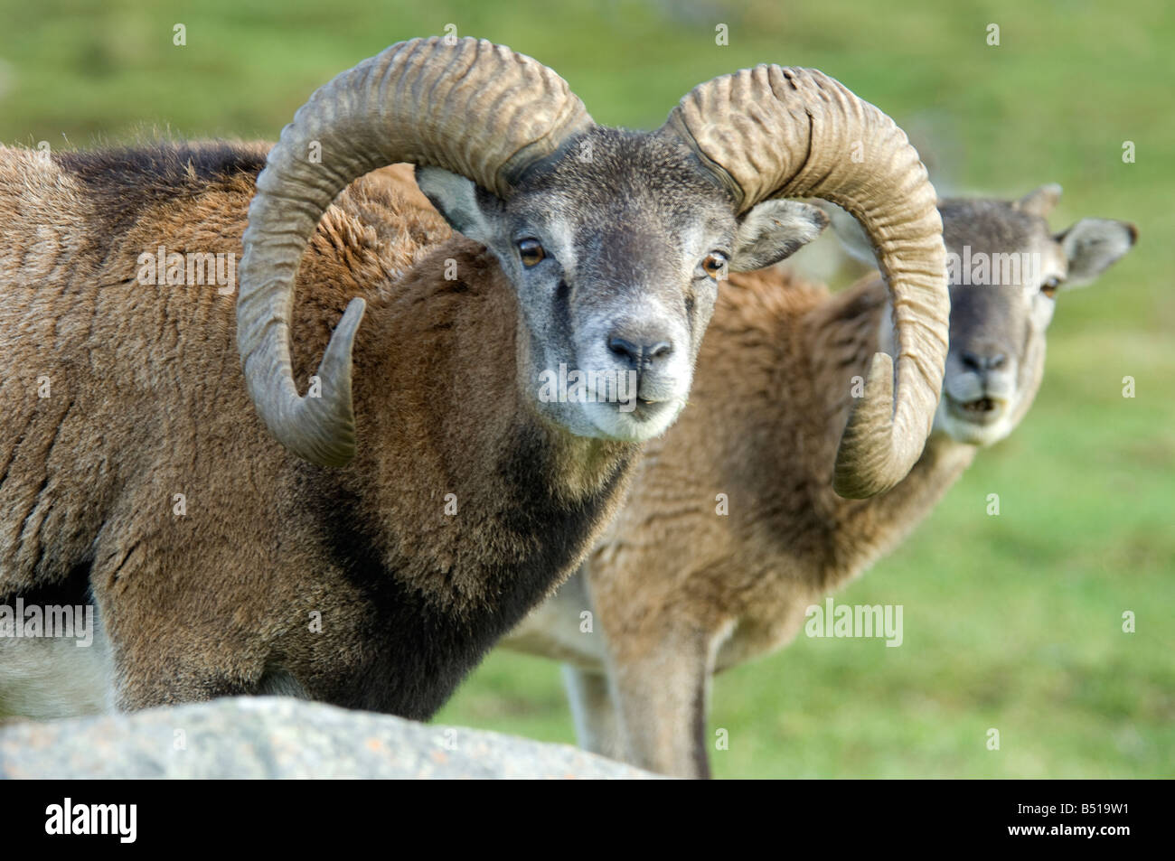 Mouflon Wild Sheep Ram with trophy horns. SCO 0935 Stock Photo - Alamy