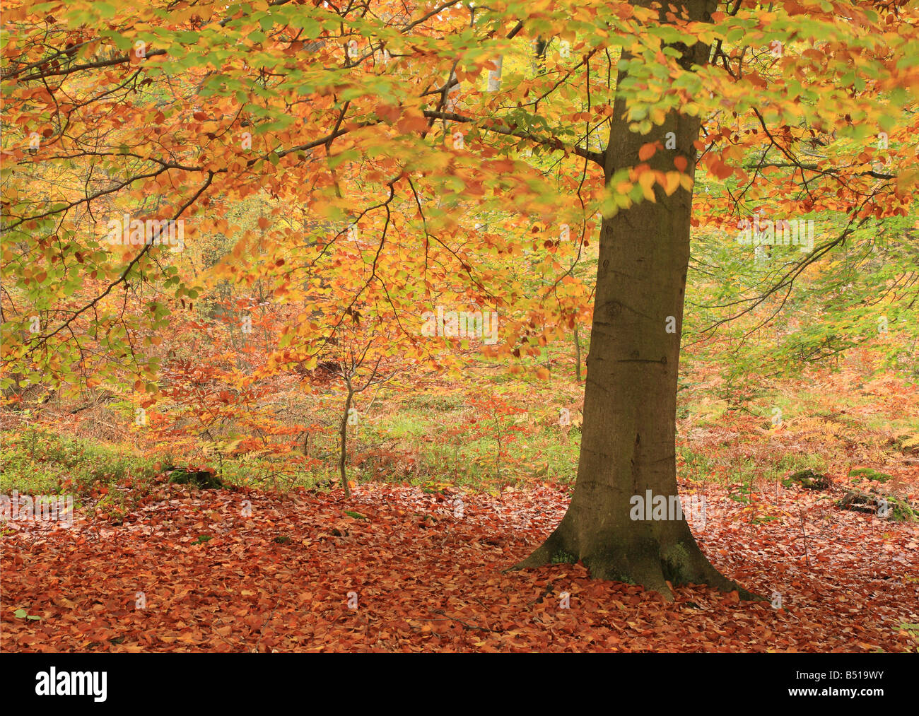Beech tree in autumn Fagus sylvatica Stock Photo - Alamy