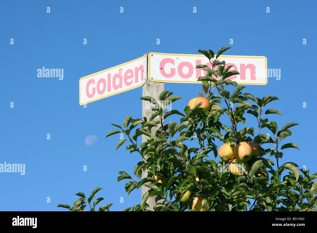 Golden delicious cultivar hi-res stock photography and images - Alamy
