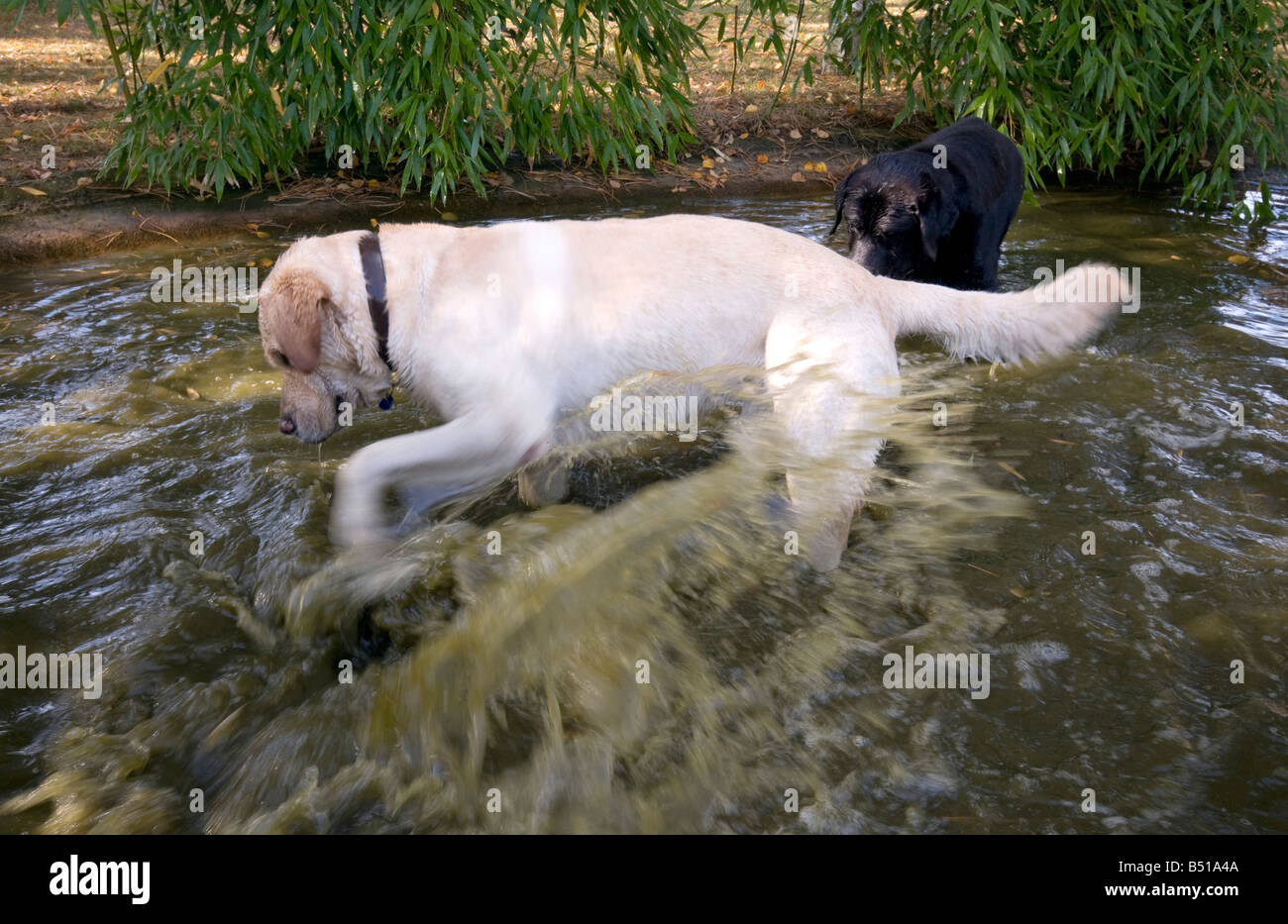 Labrador in pond hi-res stock photography and images - Alamy