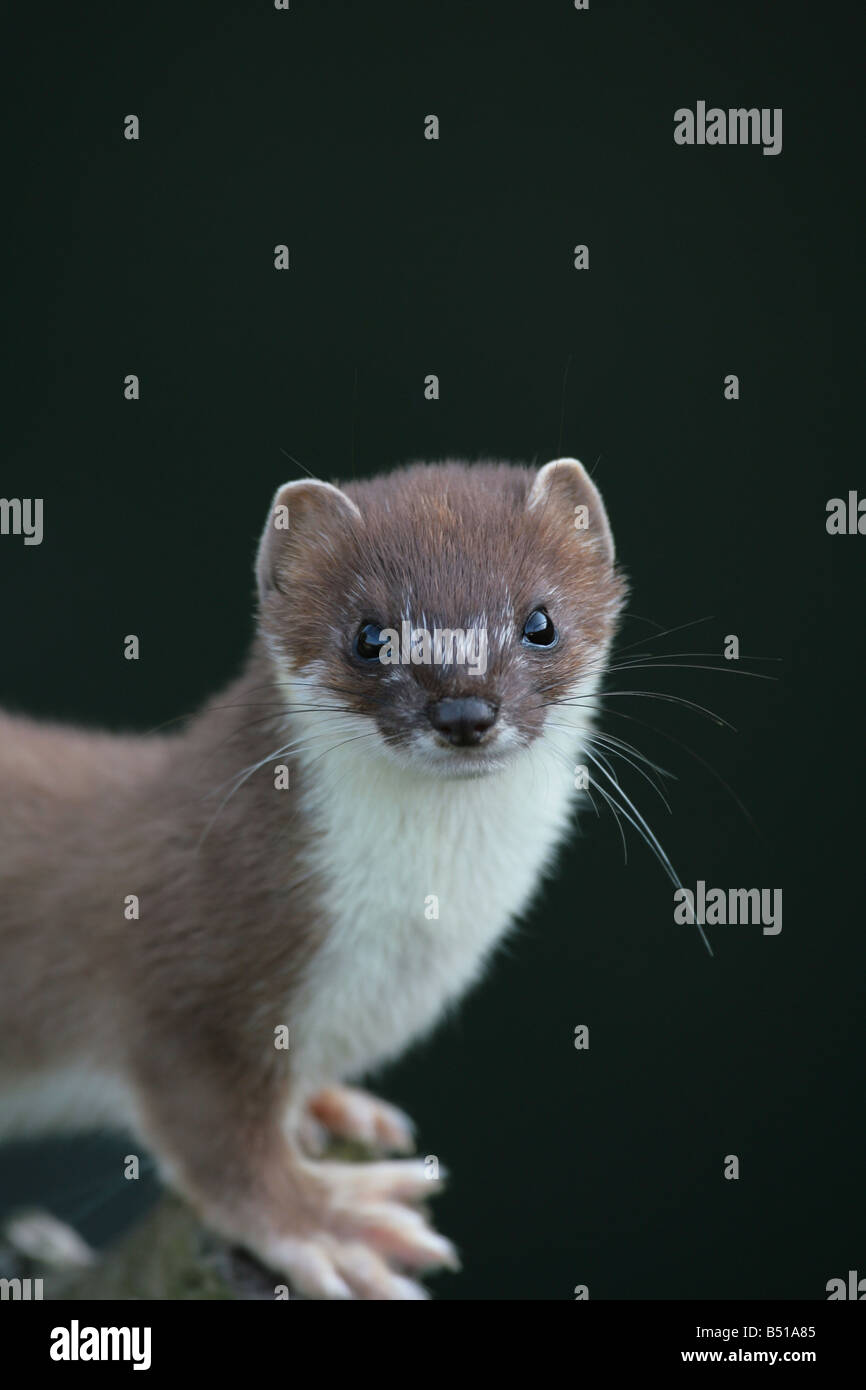 Stoat Mustela erminea Stock Photo - Alamy