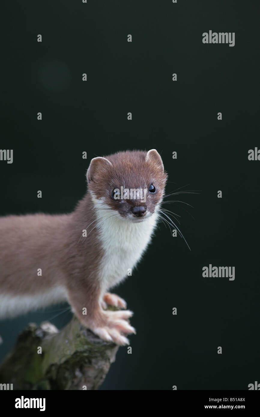 Stoat Mustela erminea Stock Photo - Alamy