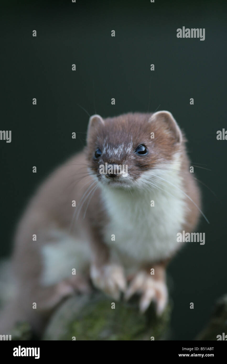 Stoat uk hi-res stock photography and images - Alamy