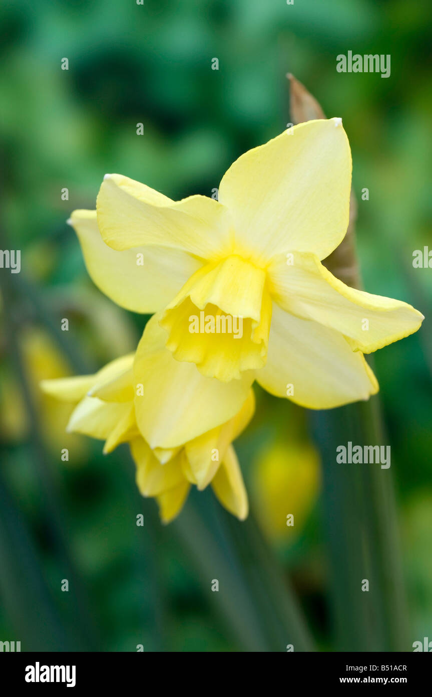 Narcissus pipit hi-res stock photography and images - Alamy