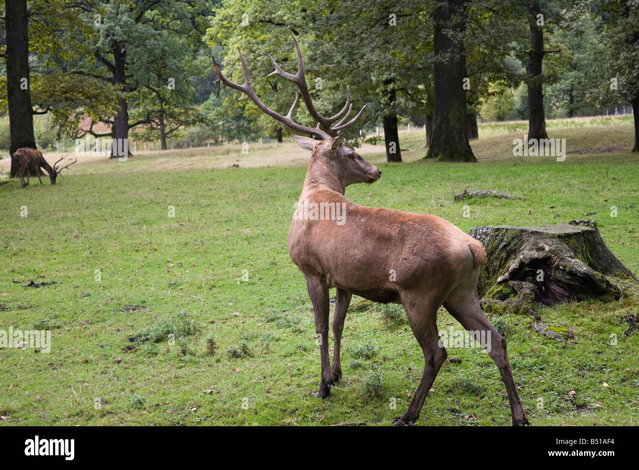 European deer romania hi-res stock photography and images - Alamy