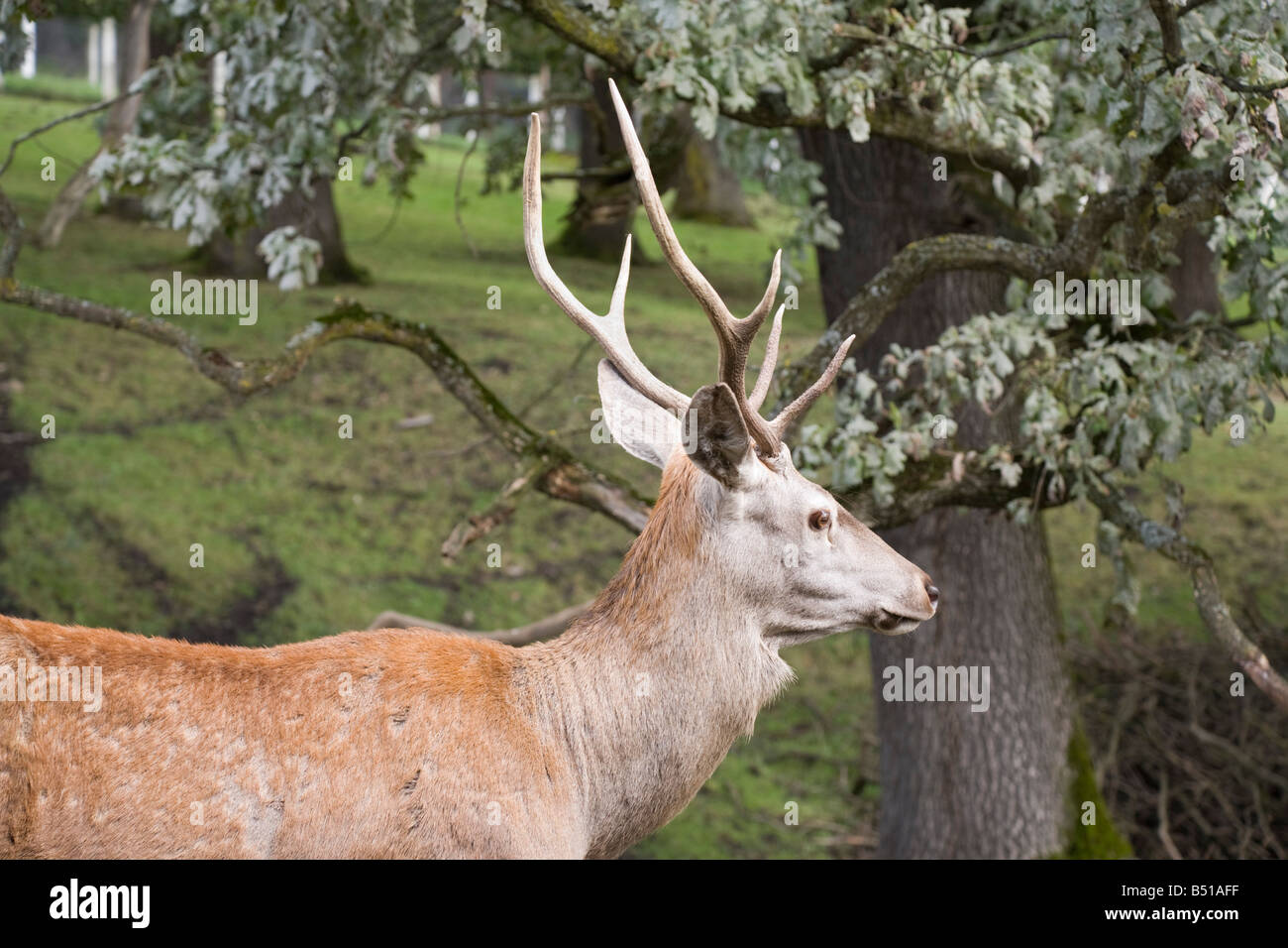 Romania deer hi-res stock photography and images - Alamy