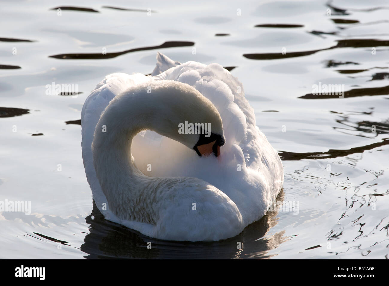 Neck curved in while preening hi-res stock photography and images - Alamy