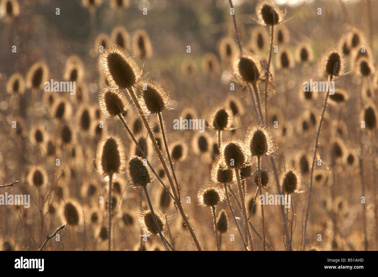 Field of backlit Teasel Stock Photo - Alamy
