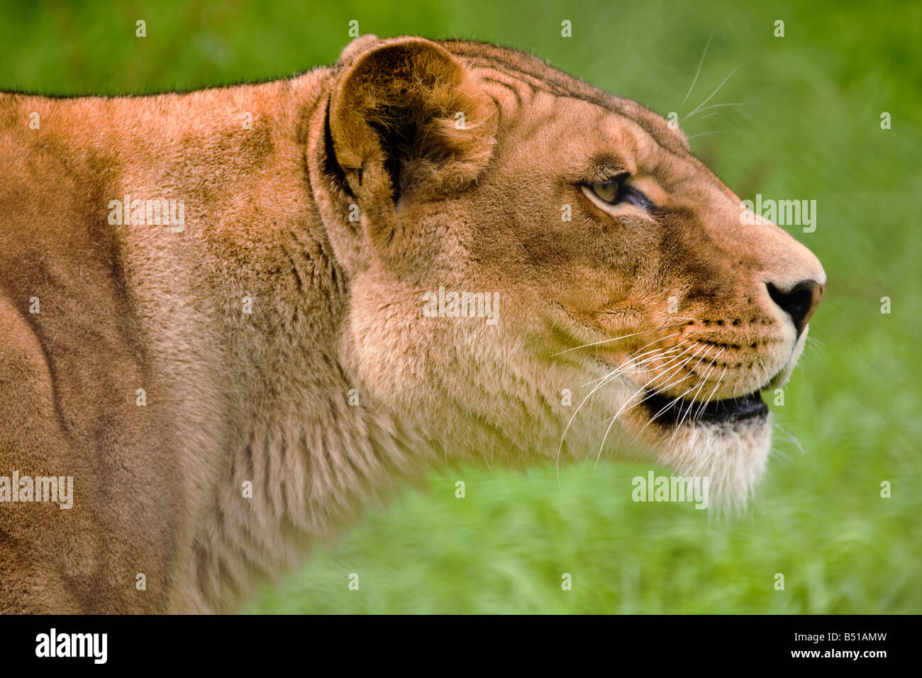 Lioness Side View