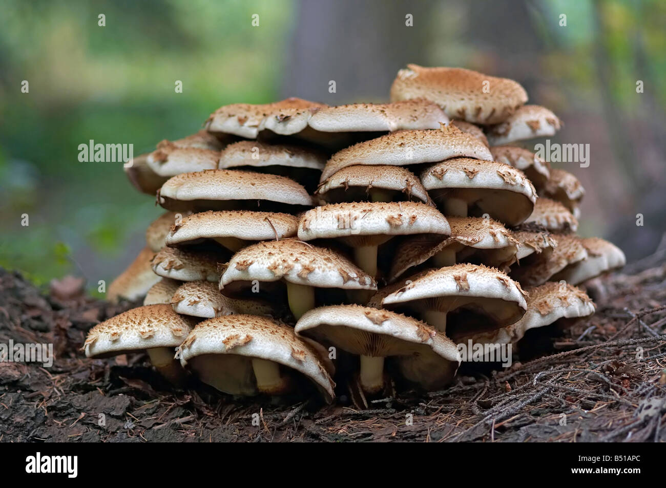 Shoestring fungus hi-res stock photography and images - Alamy