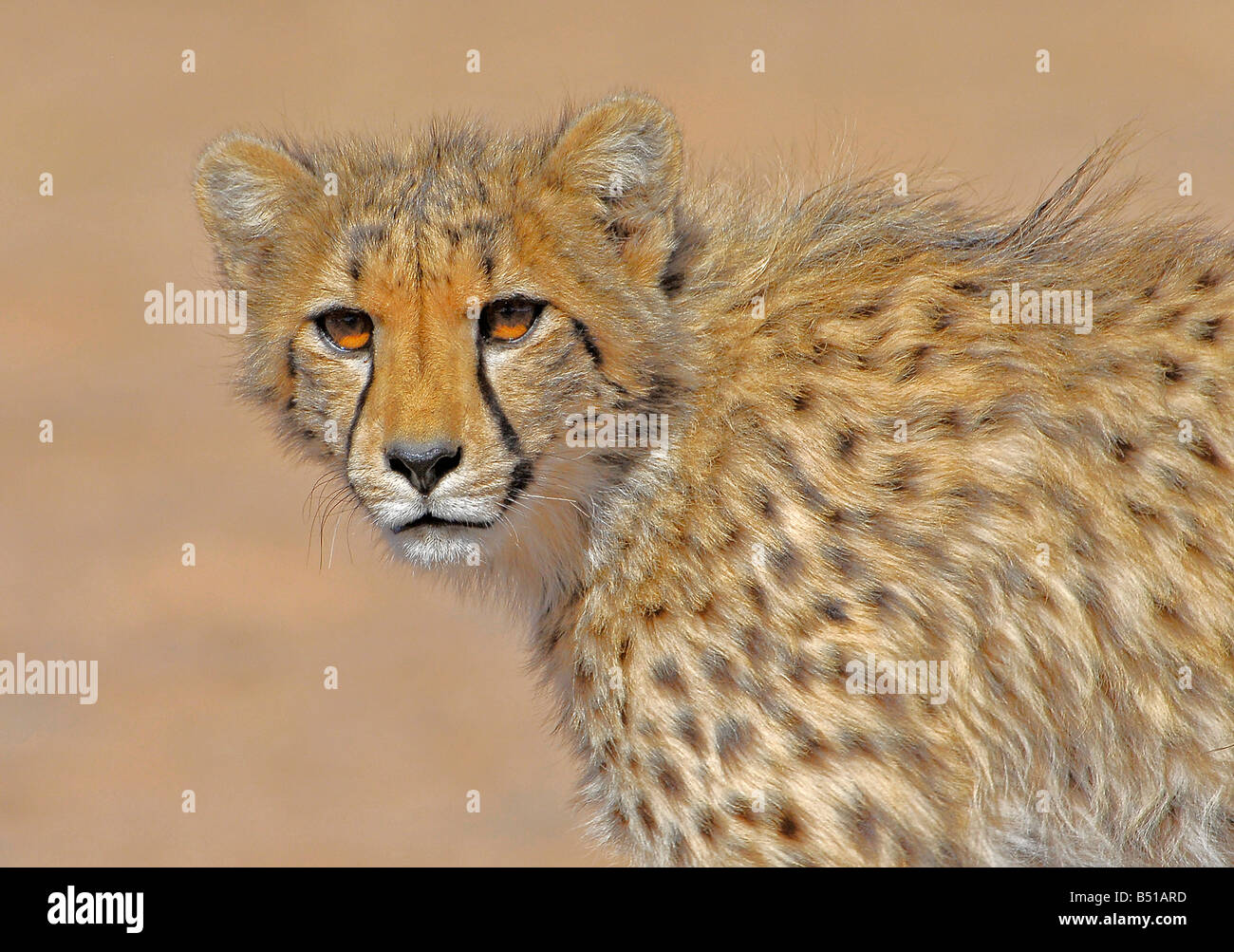 Close-up of young cheetah with intense eyes, Kgalagadi Transfrontier ...