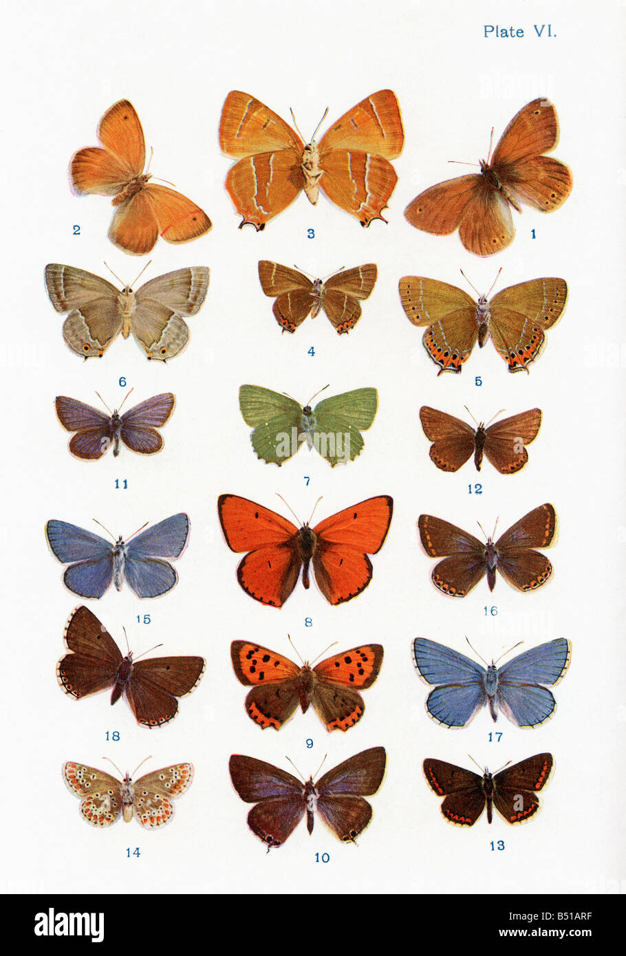 Different types of butterflies Stock Photo - Alamy