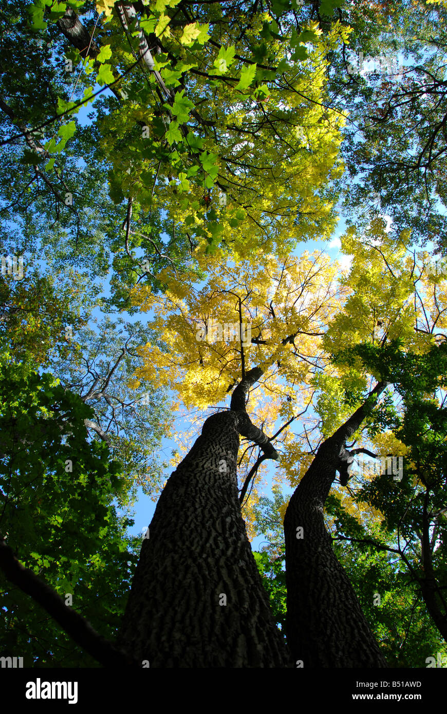 Fall colours beginning to appear in Toronto Ontario Stock Photo - Alamy