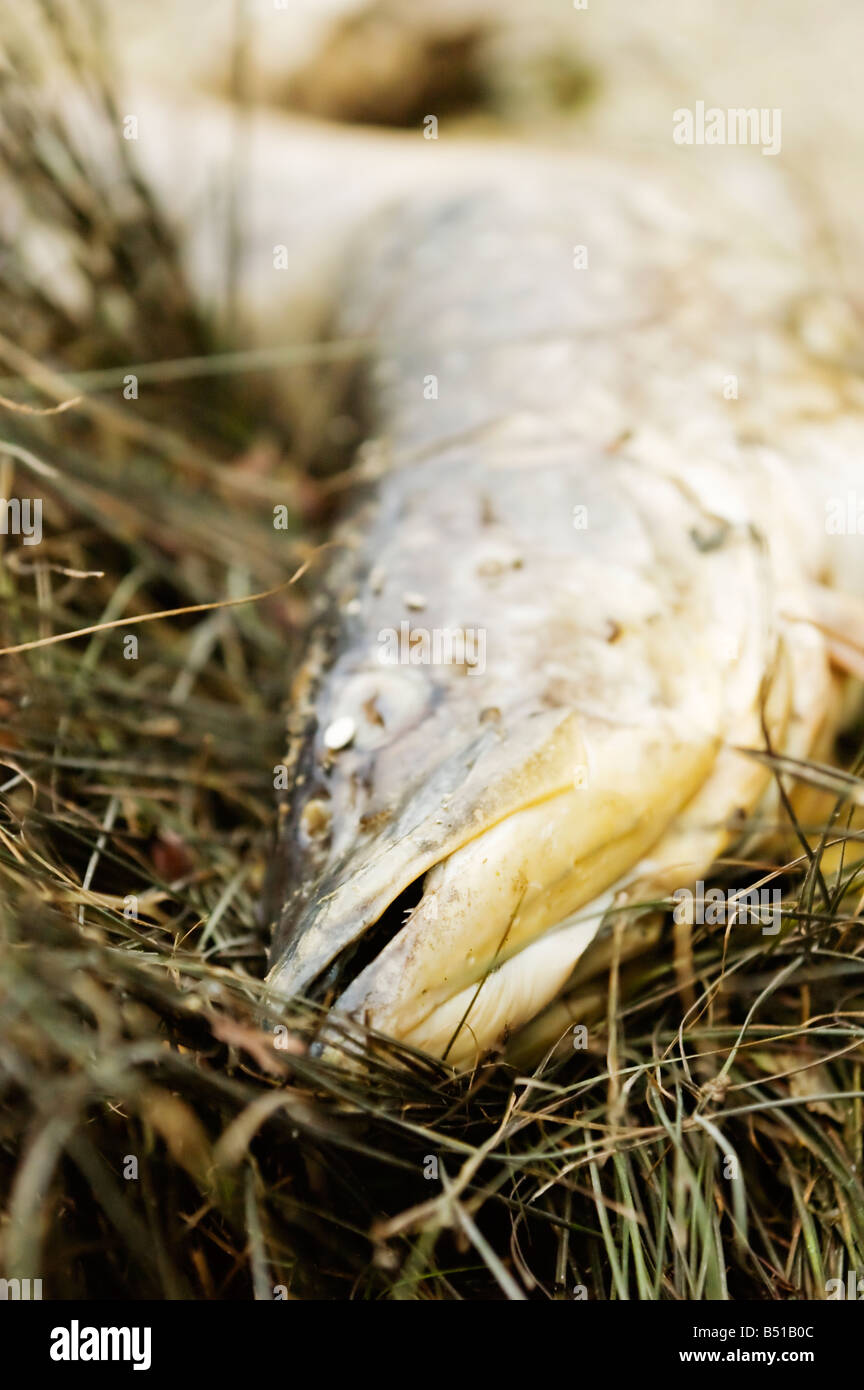 dead fish lying washed up on the shore of a reservoir Stock Photo - Alamy