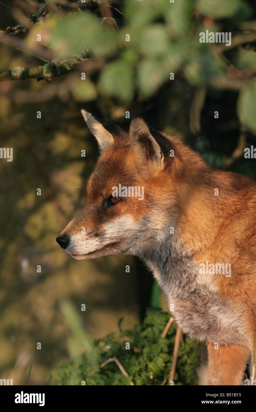 Red fox Vulpes vulpes Stock Photo - Alamy