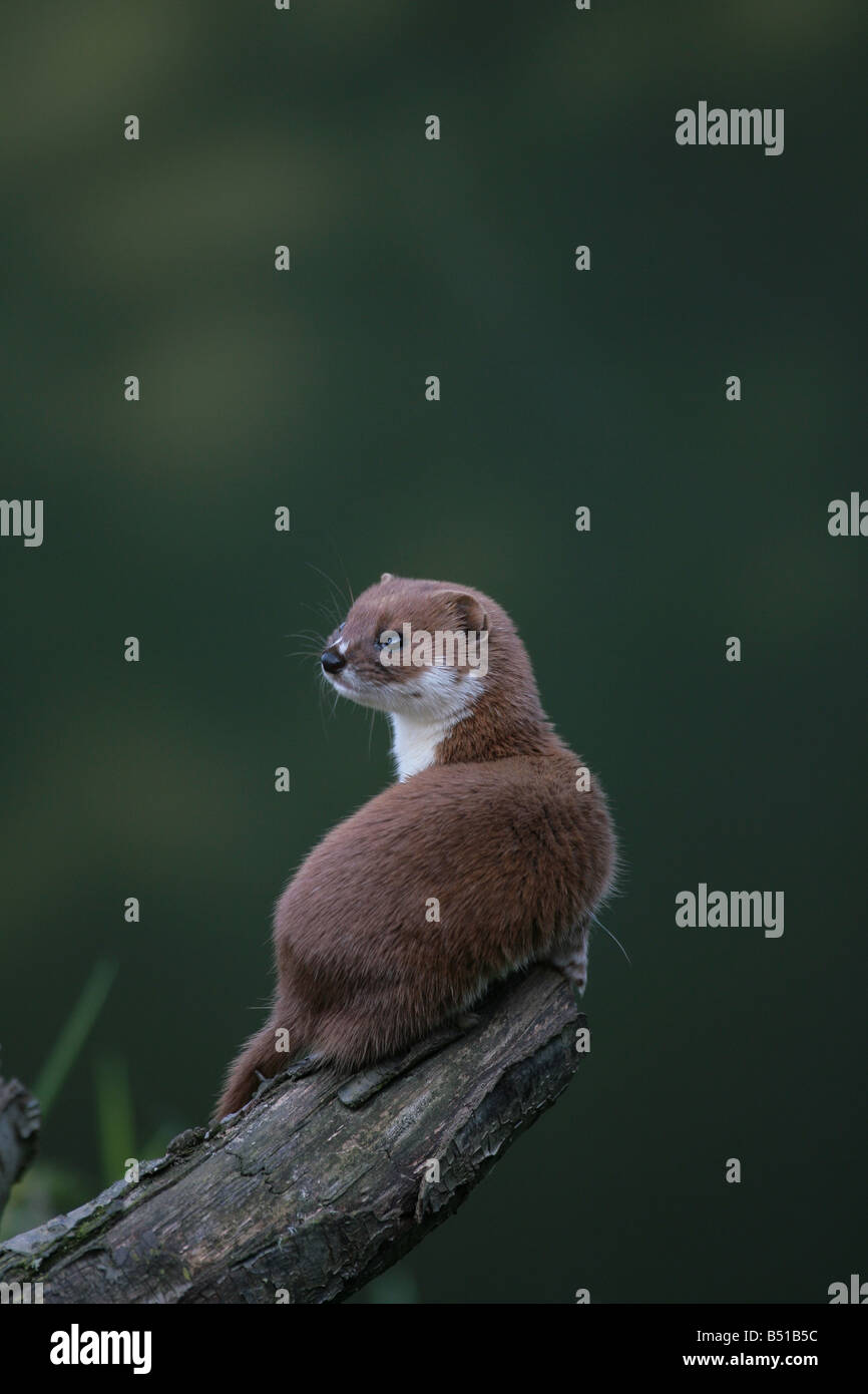 British weasel family hi-res stock photography and images - Alamy