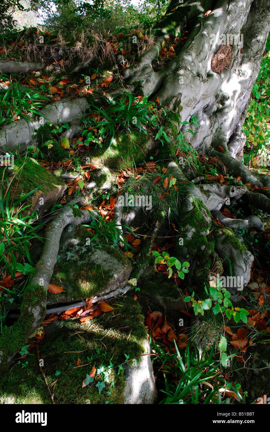 English beech tree pattern hi-res stock photography and images - Alamy