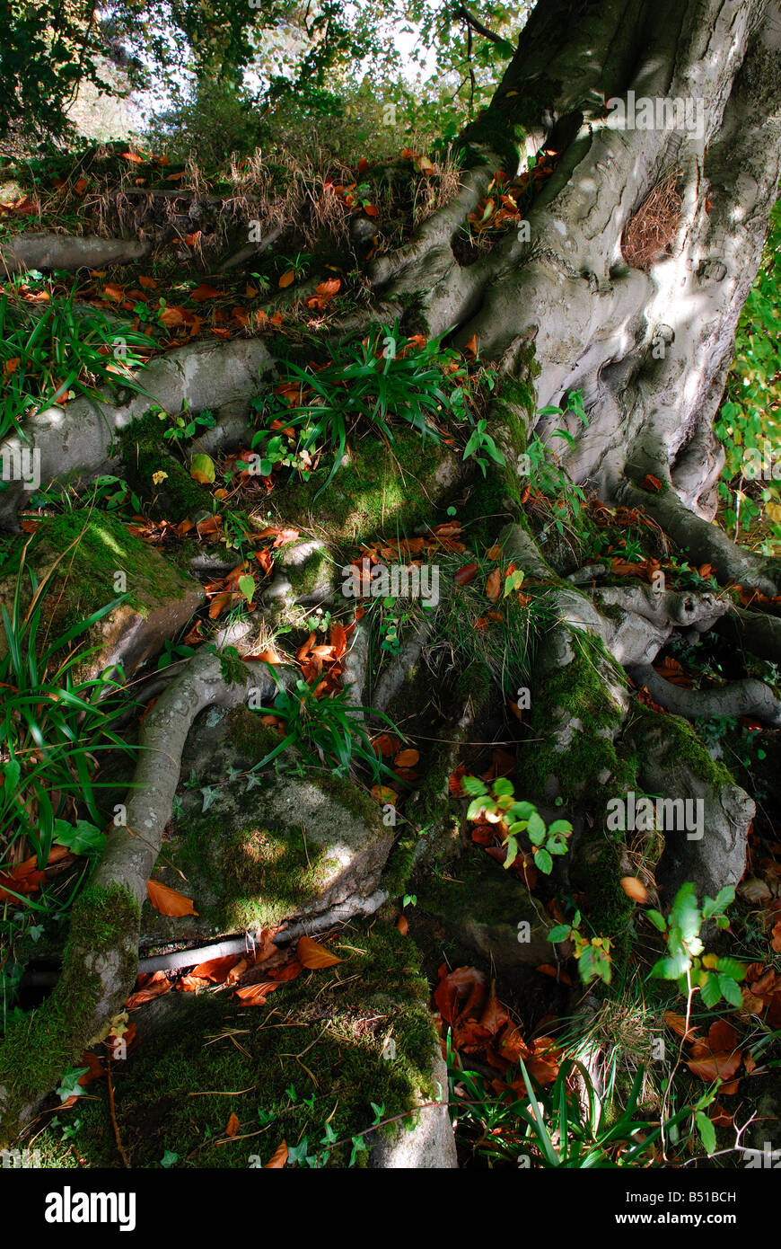 Beech Tree (tree roots Stock Photo - Alamy