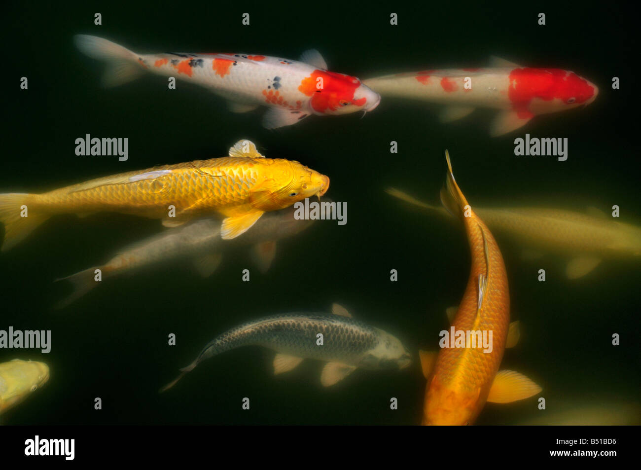 Coloured and golden Koi carp, Japan 2/4 Stock Photo - Alamy