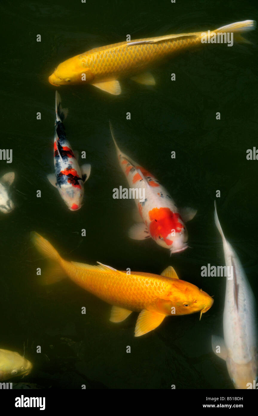 Coloured and golden Koi carp, Japan 3/4 Stock Photo - Alamy