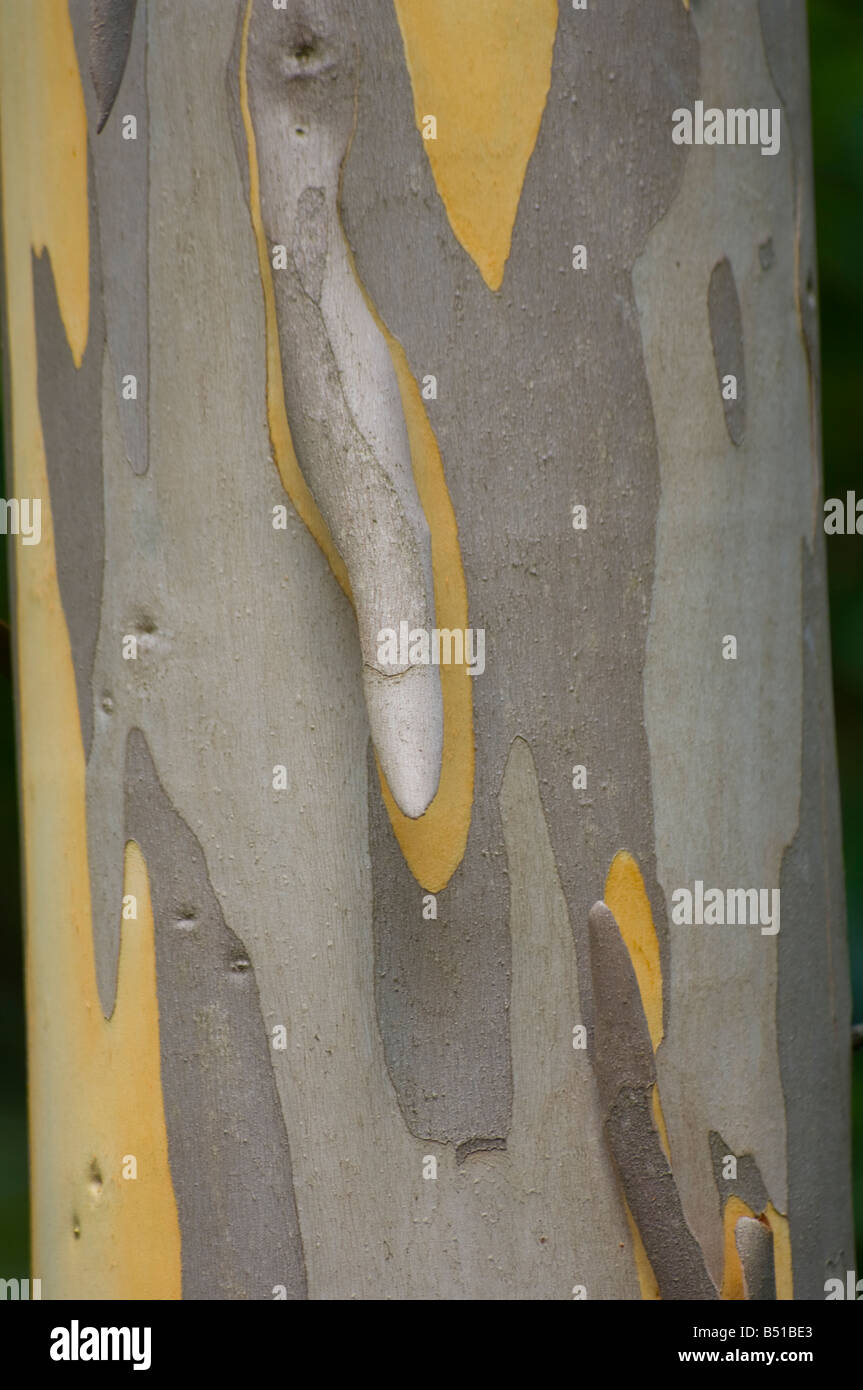 Shining gum (Myrtaceae Eucalyptus nitens), New Forest Arboretum, UK ...