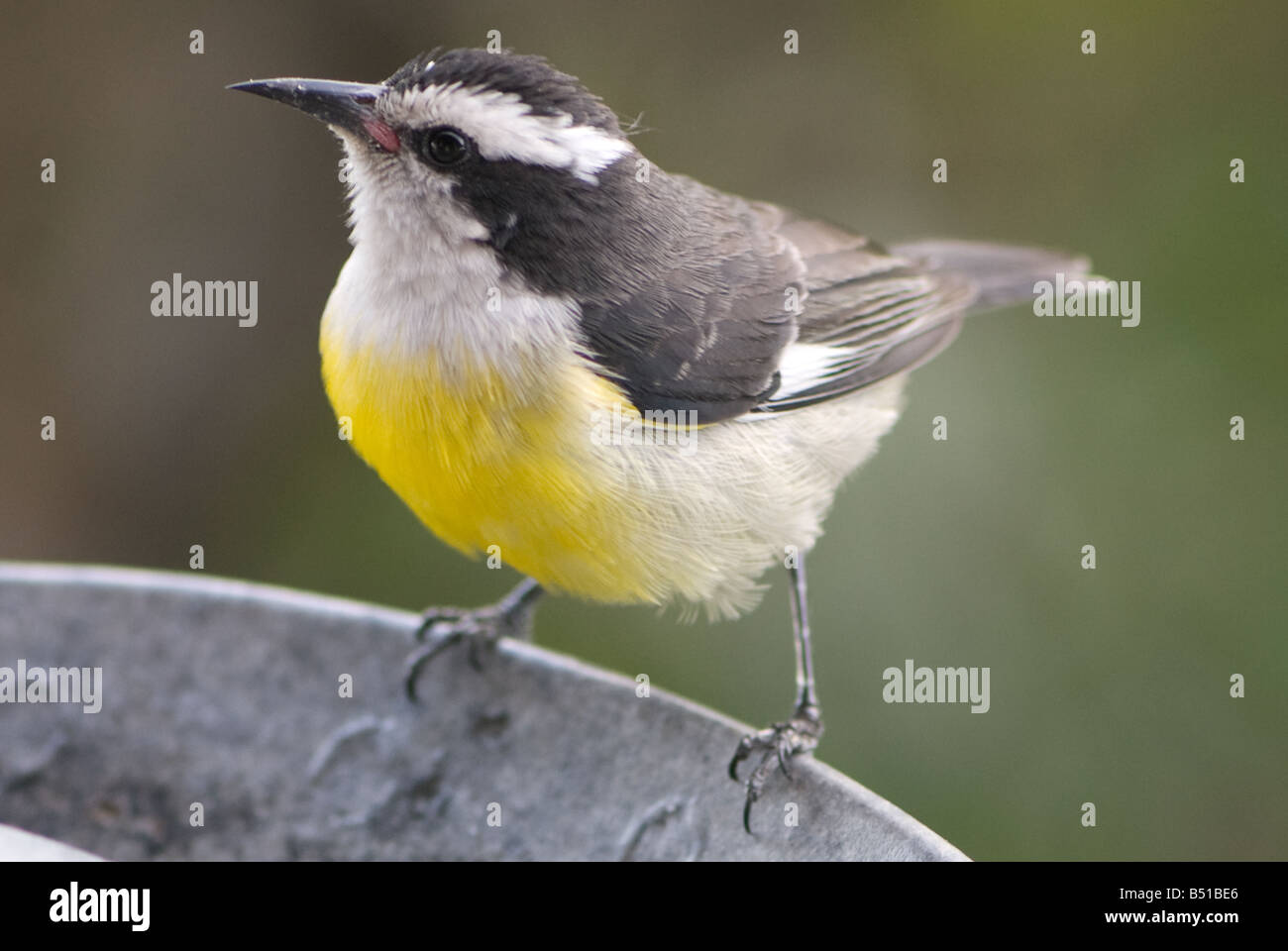 National bird of the bahamas hi-res stock photography and images - Alamy