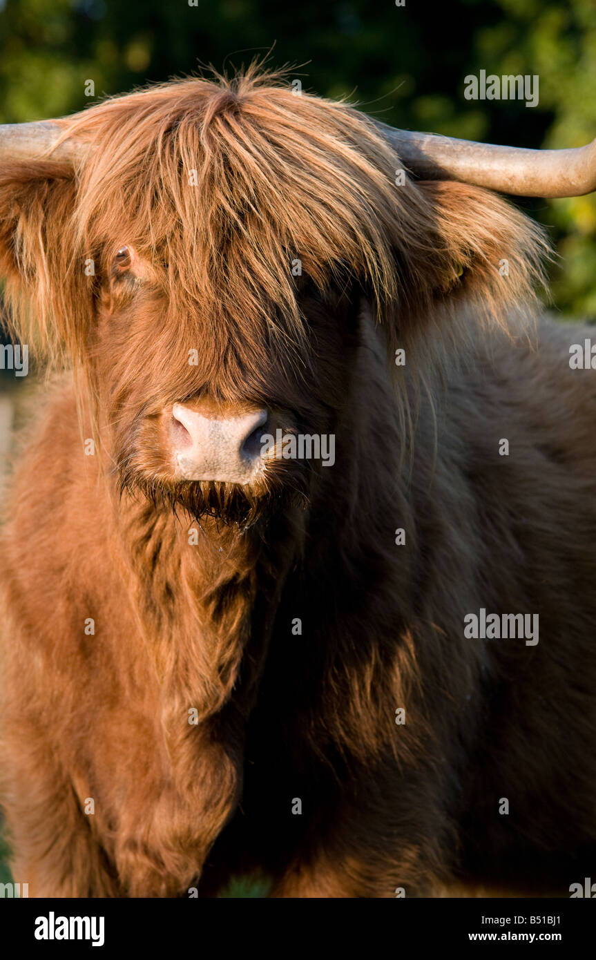 British Highland Cattle - Close-up Stock Photo - Alamy