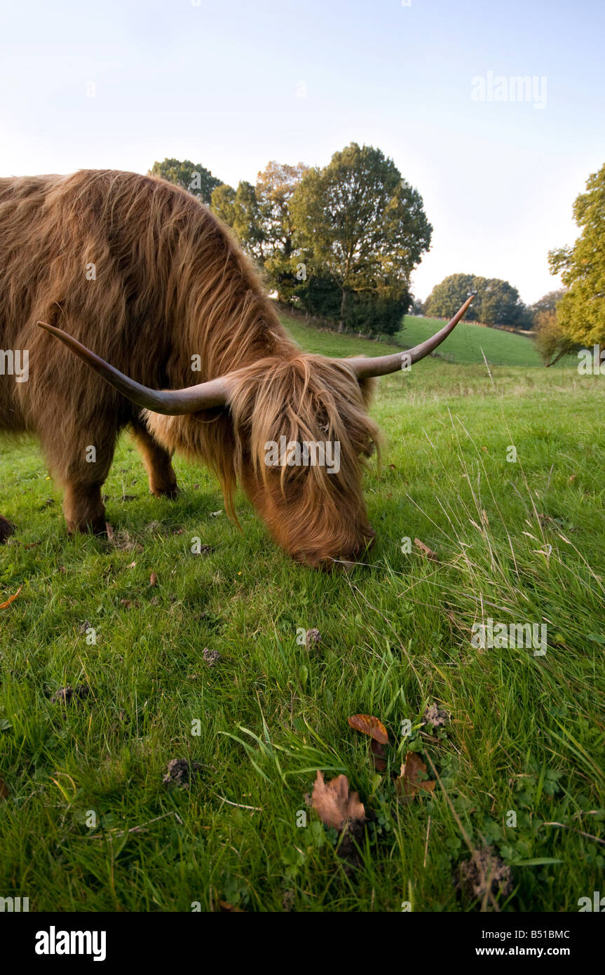 British Highland Cattle - Close-up Stock Photo - Alamy