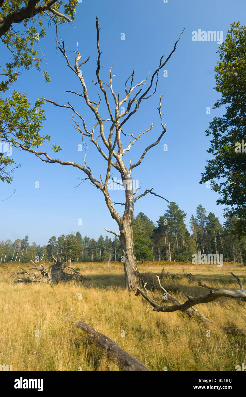 Dead wood new forest hi-res stock photography and images - Alamy