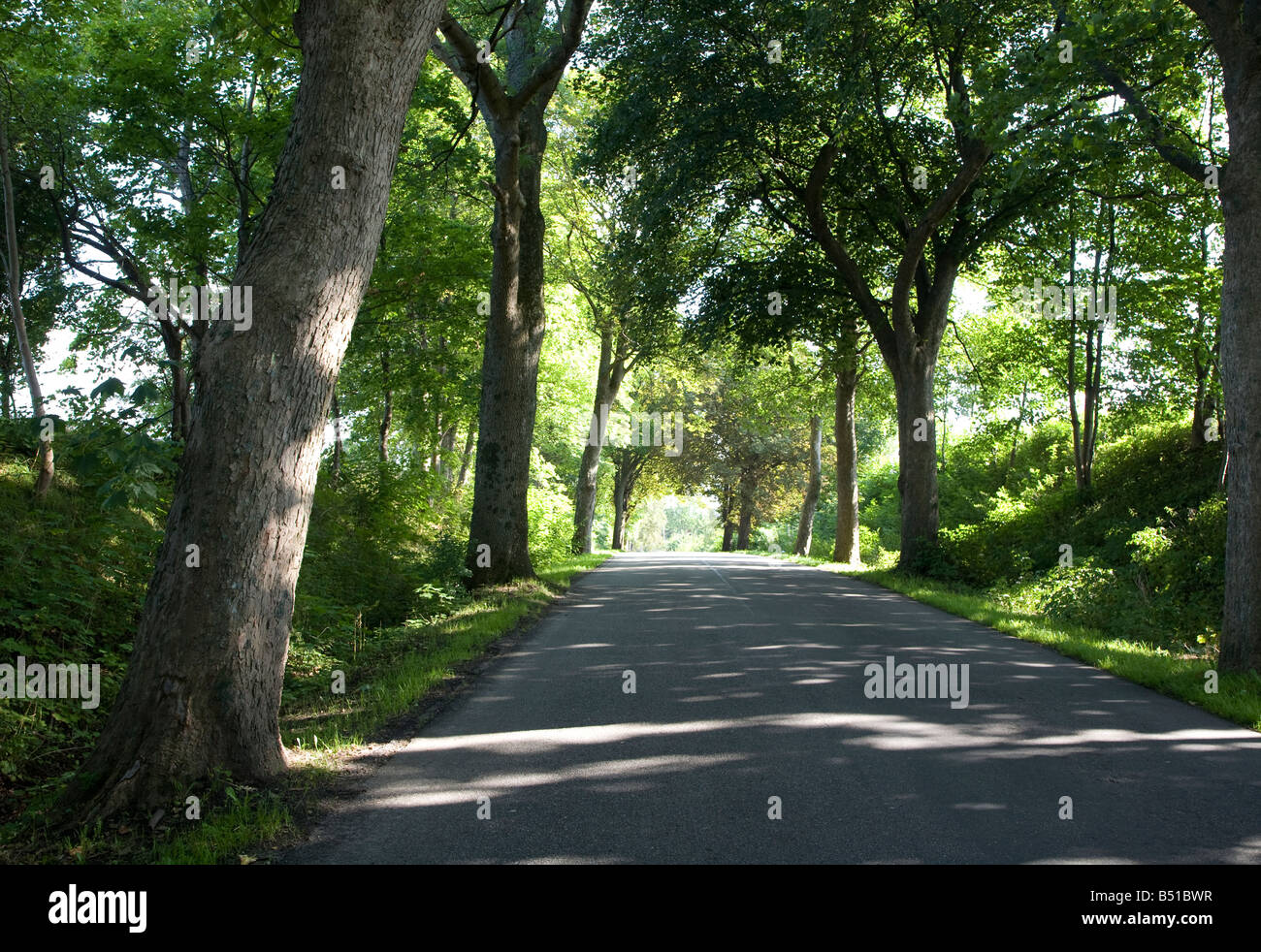 Lined With Shade Trees High Resolution Stock Photography and Images - Alamy