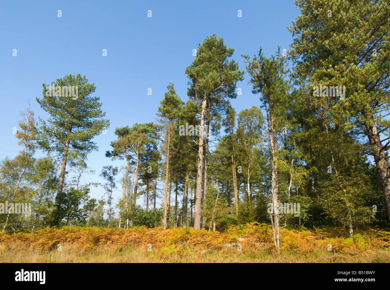 Bracken and Pine Trees in Autumn New Forest Hampshire UK Stock Photo ...