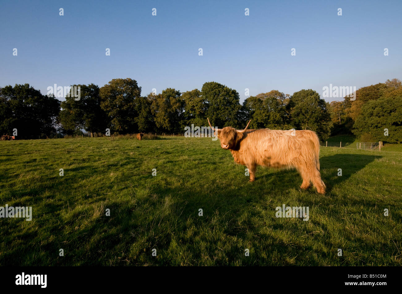 Sunset cows horns hi-res stock photography and images - Alamy