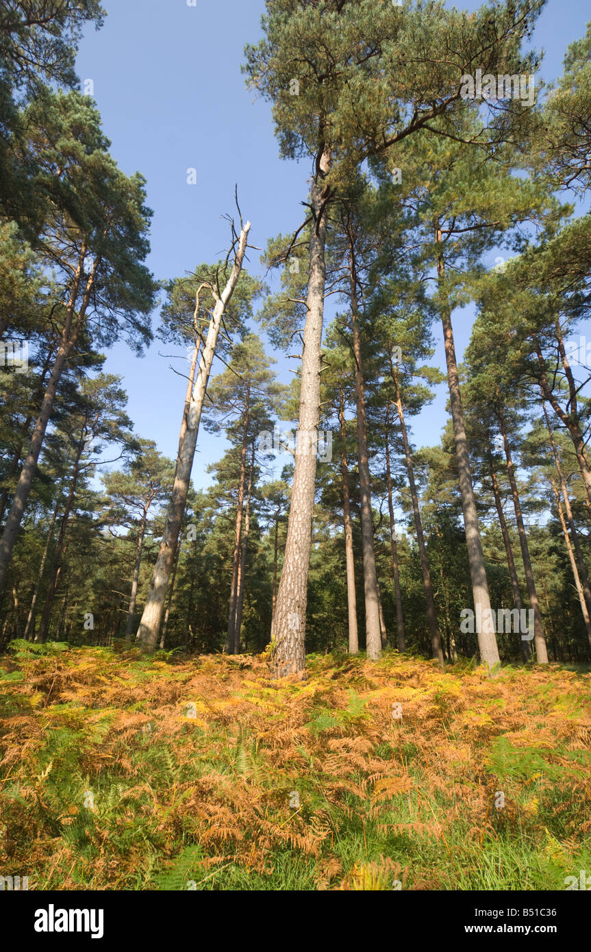 Bracken in pine forest hi-res stock photography and images - Alamy