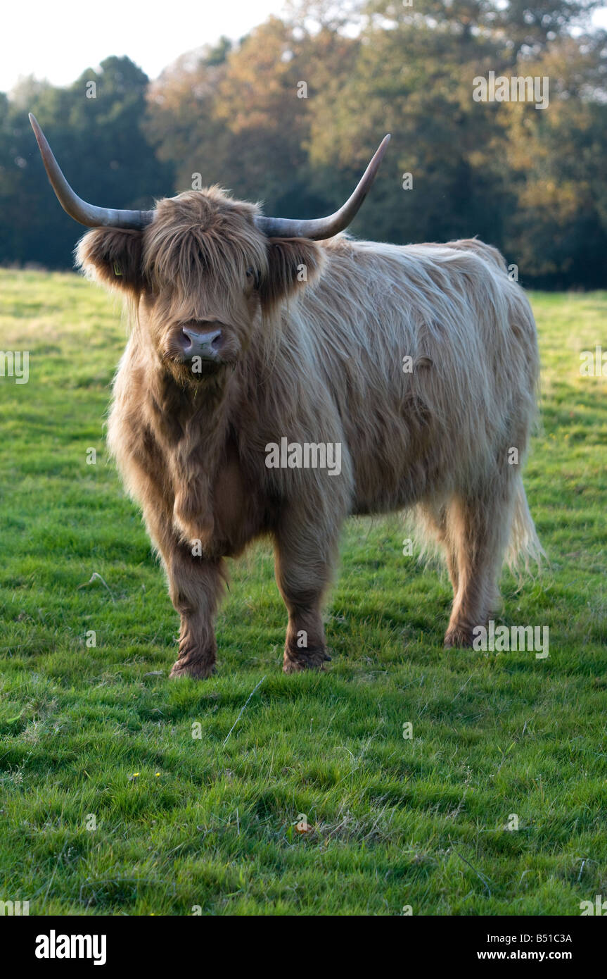 British farm animals sunset hi-res stock photography and images - Alamy