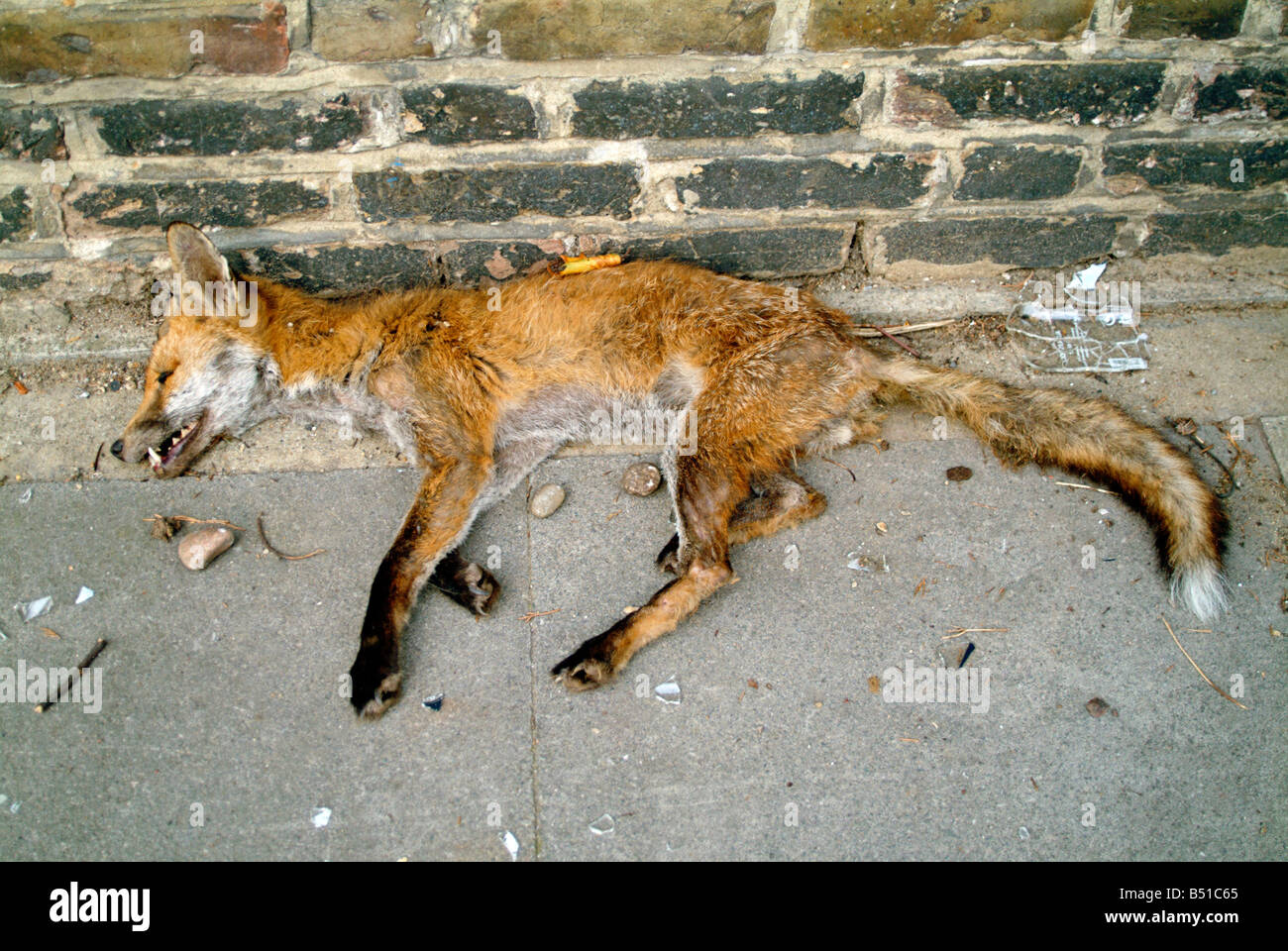 A dead urban young fox lying on the pavement in Hackney Stock Photo - Alamy