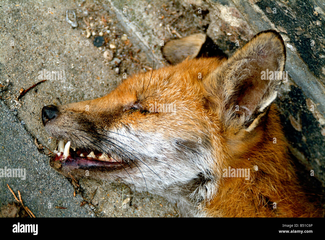 A dead urban young fox lying on the pavement in Hackney Stock Photo - Alamy