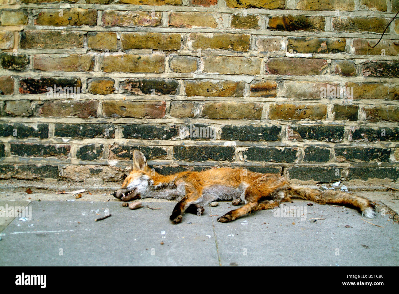 A dead urban young fox lying on the pavement in Hackney Stock Photo - Alamy
